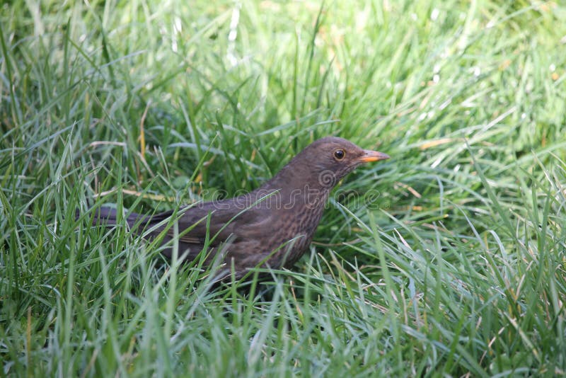 Turdus merula stock photo. Image of nature, curious - 177392064