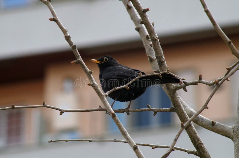 Turdus merula bird closeup stock image. Image of wild - 196116595