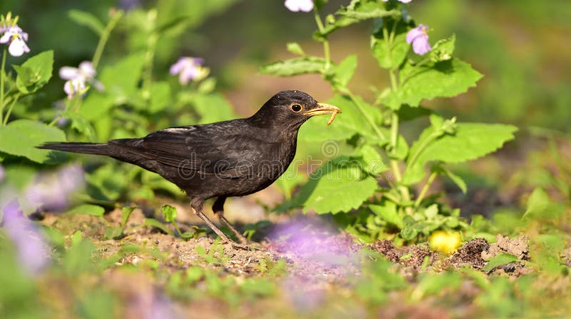 Turdus merula stock photo. Image of environment, survival - 39688212