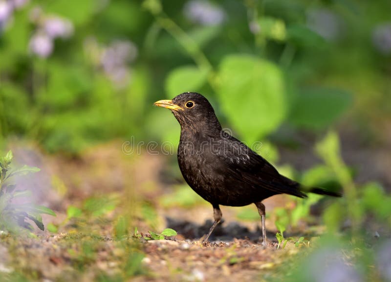 Turdus merula stock image. Image of animals, environment - 39688547