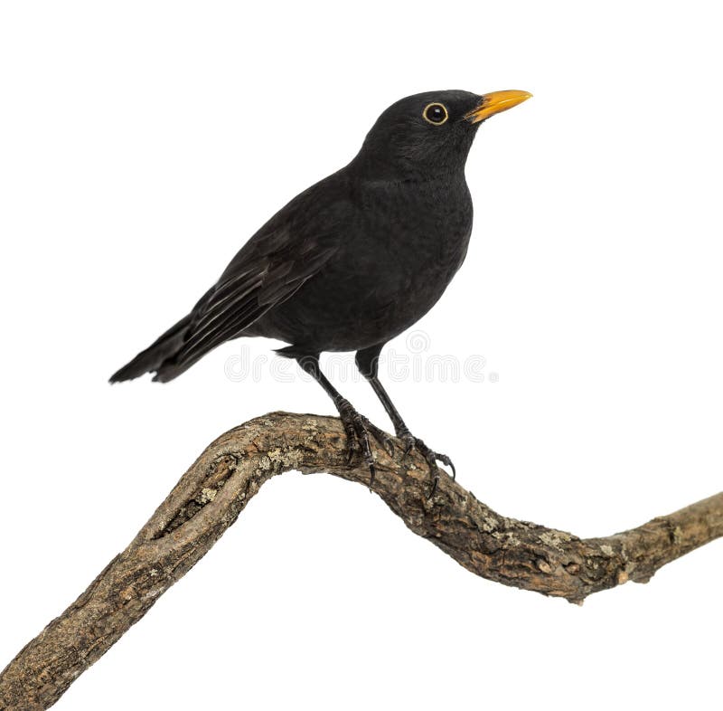 Turdus Merula on a Wood Branch , Isolated Stock Image - Image of turdus ...