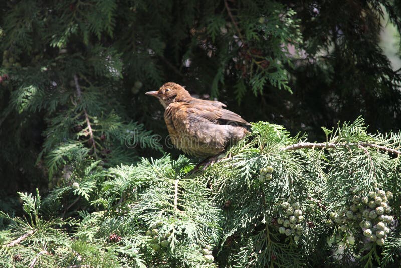 Turdus merula stock image. Image of merula, bird, green - 163206839