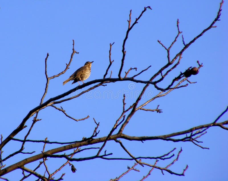 209 Mavis Bird Photos - Free & Royalty-Free Stock Photos from Dreamstime