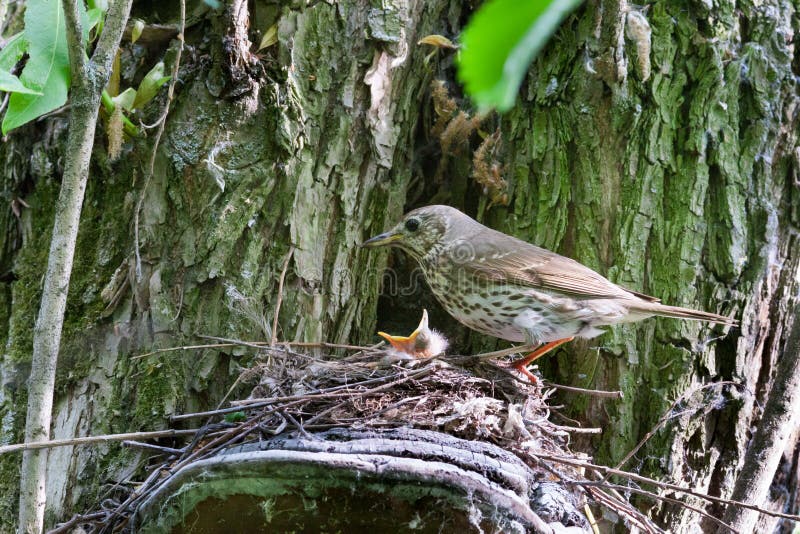 Nest of Song Thrush (Turdus Philomelos ). Stock Photo - Image of robin ...