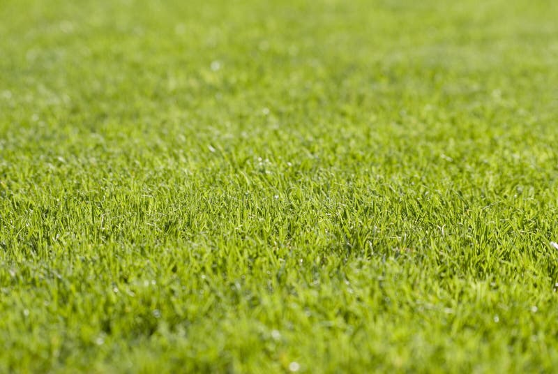 Turf stock image. Image of freshly, stem, green, relaxation - 8720923