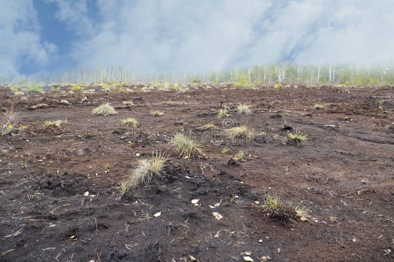 The turf field. stock image. Image of growth, plant, field - 14302923