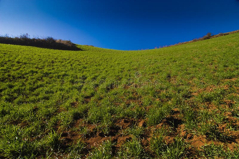 Turf-grass stock image. Image of colorful, beautiful, colourful - 8173257