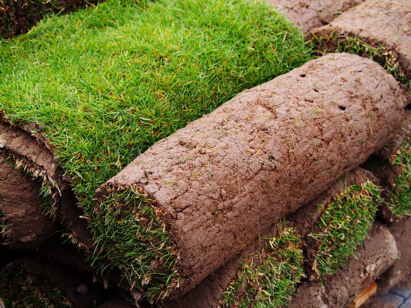 Turf grass roll stock photo. Image of field, growing - 79103892