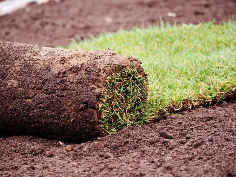 Turf grass roll stock image. Image of ground, lawn, gardener - 79104005