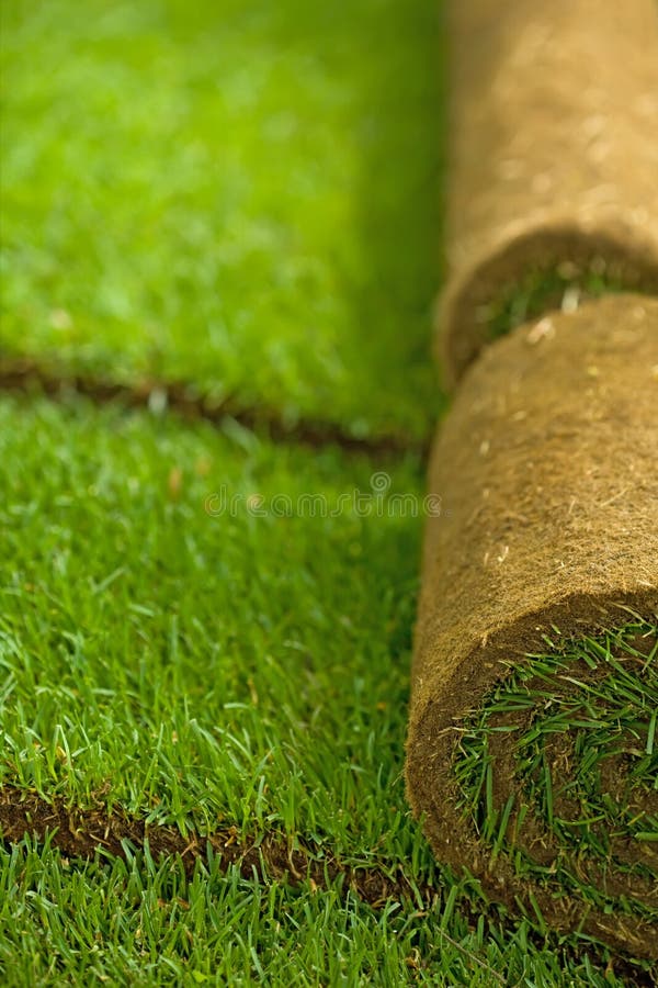 Turf grass rolls stock image. Image of growing, field - 14523515