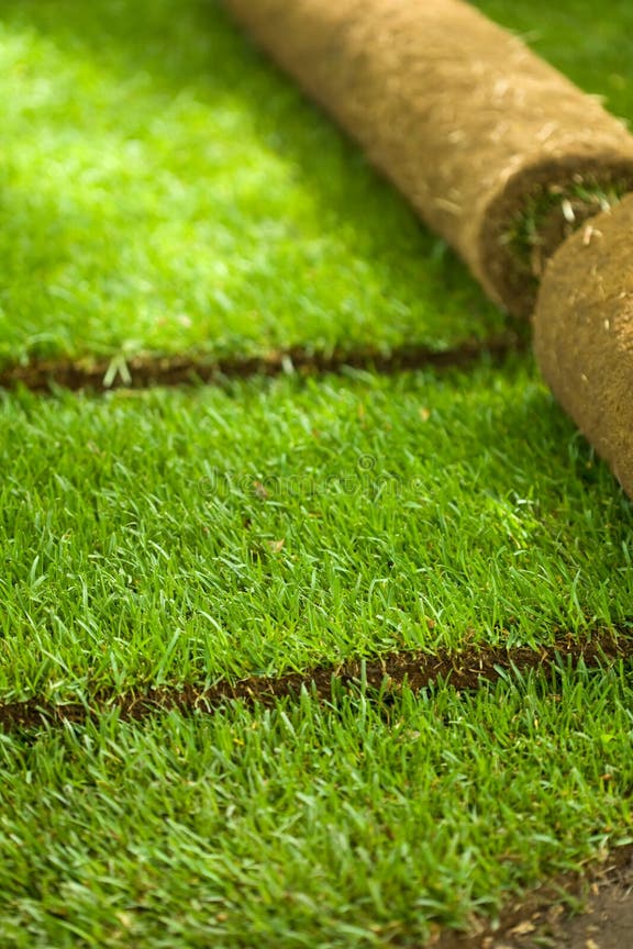 Turf Grass Rolls Partially Unrolled Stock Photo - Image of design ...