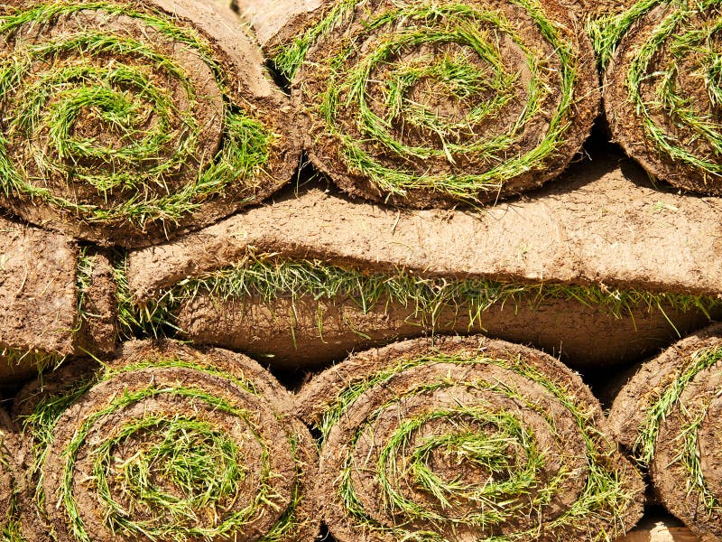 Turf grass rolls closeup stock image. Image of garden - 14252683