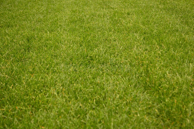 Turf sod stock image. Image of space, nursery, grower - 111529903
