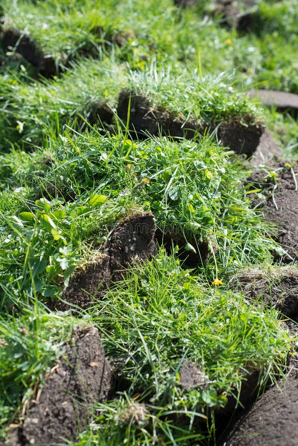 Turf ground stock photo. Image of flowerbed, nature, natural - 88094024