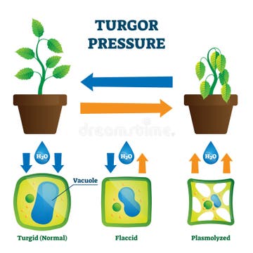 Turgor Pressure Vector Illustration. Labeled Hydrostatic Force Explain ...