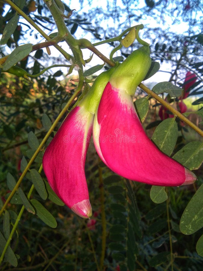 Turi flower bloom in the stock photo. Image of beauty - 254707394