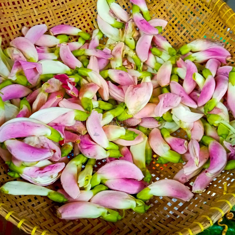 Turi flower from indonesia stock photo. Image of lilac - 268494238