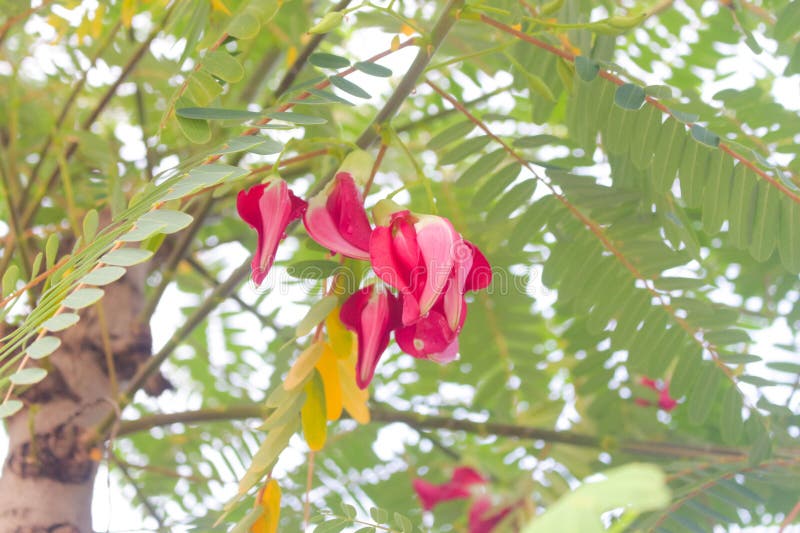 Turi Flower 2 stock image. Image of eating, bladder - 324593433