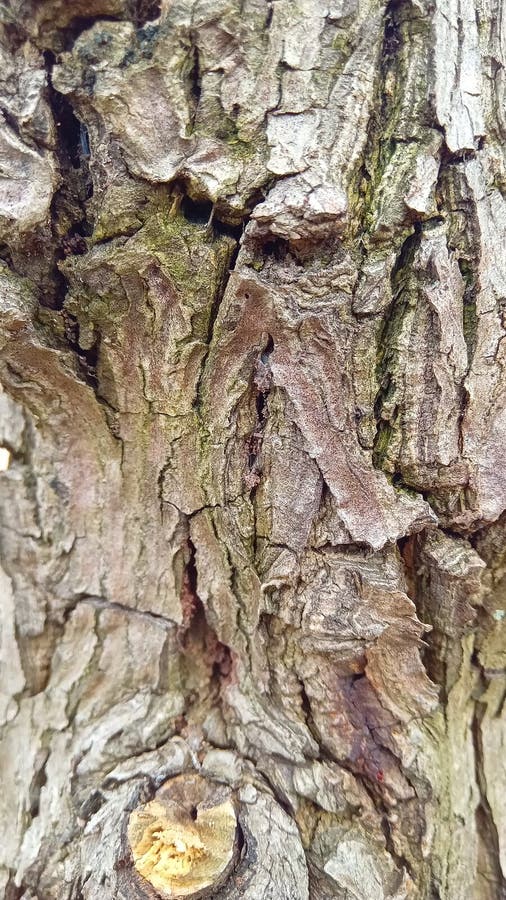 This is a Turi Tree that Comes from Indonesia Stock Photo - Image of ...