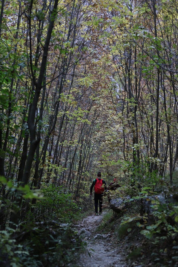Turist Climbing. Trees and Path through the Forest Stock Photo - Image ...