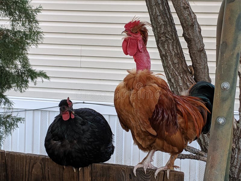 Turken stock photo. Image of turken, crow, chicken, neck - 164358658