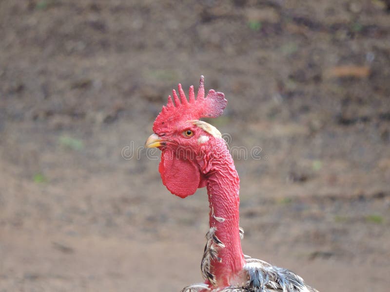 Peeled Neck Chicken Stock Photos - Free & Royalty-Free Stock Photos ...