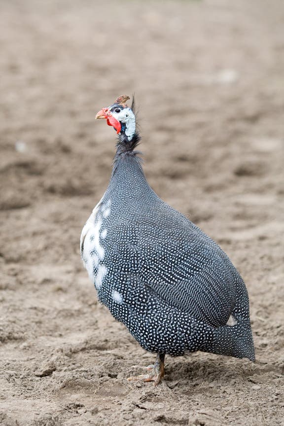 Turkey stock image. Image of cattle, wild, roost, beak - 10498373