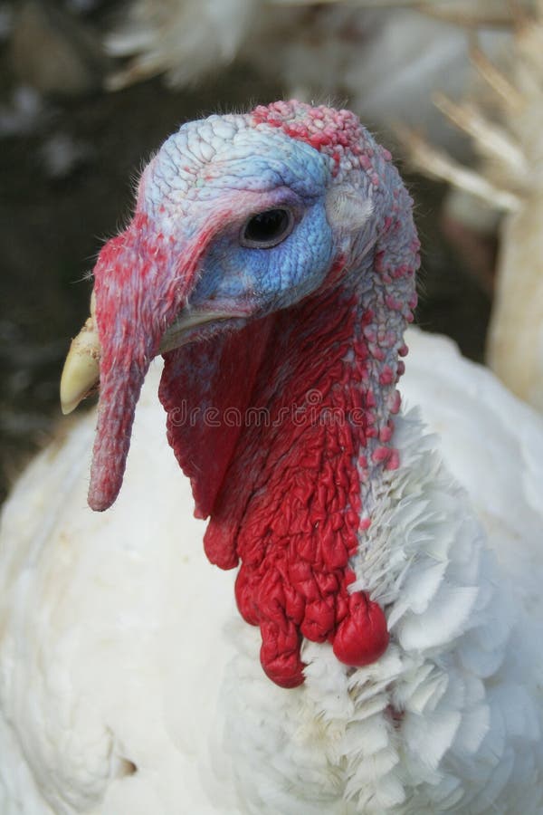 1,008 Tom Turkey Head Stock Photos - Free & Royalty-Free Stock Photos ...
