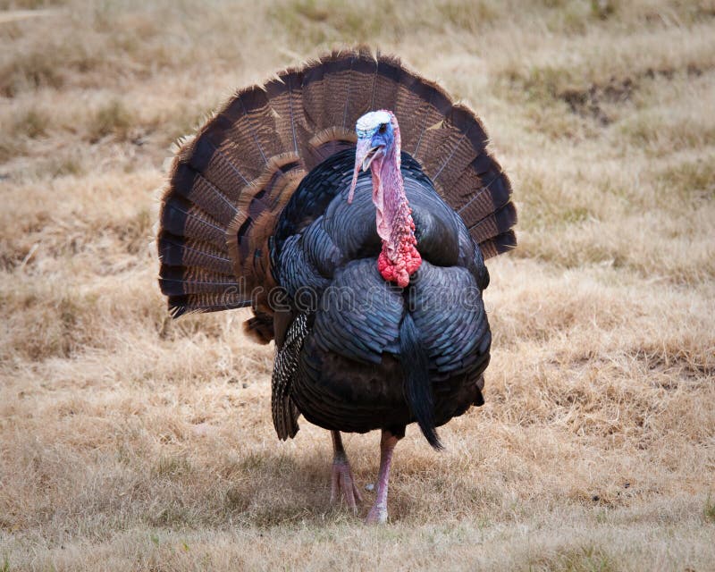 Turkey stock photo. Image of male, food, poultry, holiday - 12370646