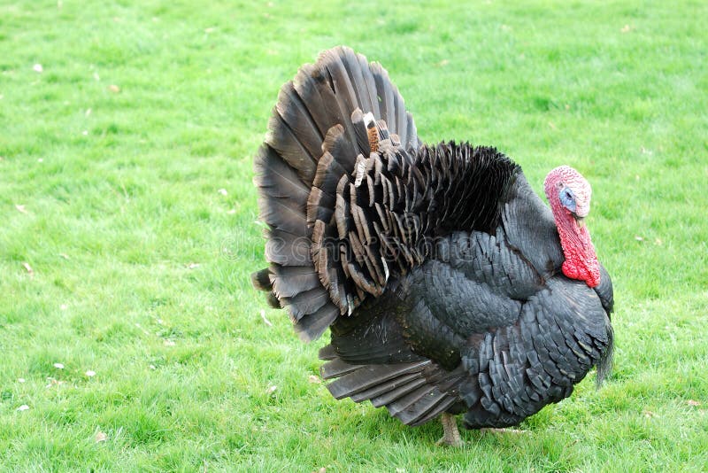 566 Angry Turkey Stock Photos - Free & Royalty-Free Stock Photos from ...