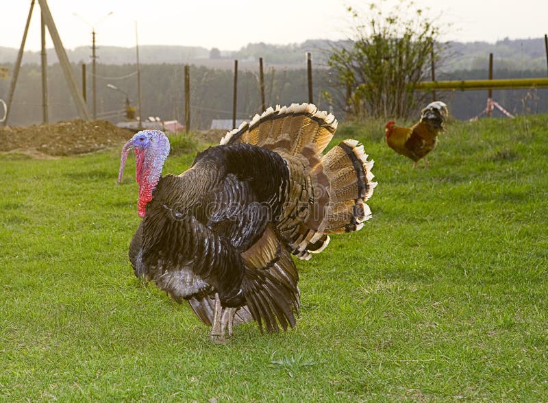 Turkey stock photo. Image of grass, male, full, wildlife - 14320006
