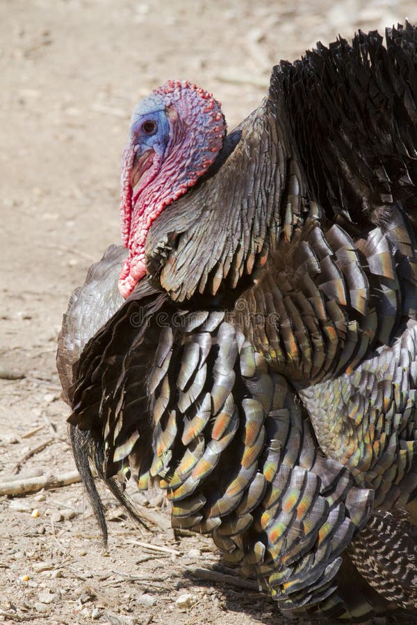Turkey stock photo. Image of birds, turkey, animal, snood - 14884870