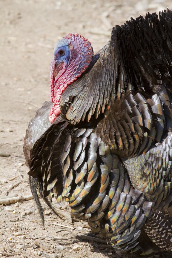 Turkey stock photo. Image of birds, turkey, animal, snood - 14884870
