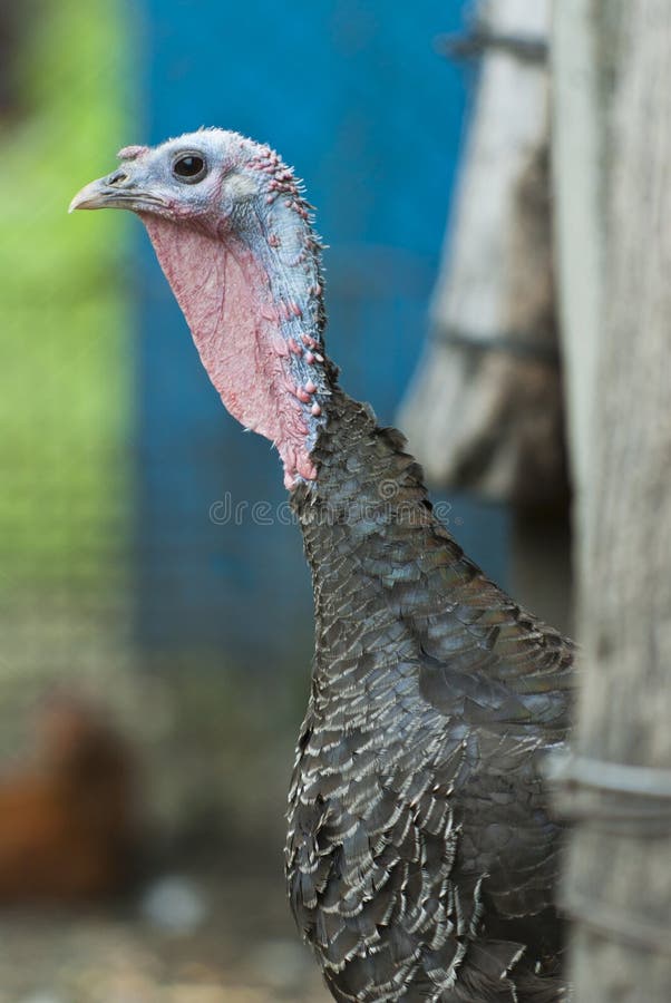 Turkey stock image. Image of country, fowl, plumage, domestic - 15198781