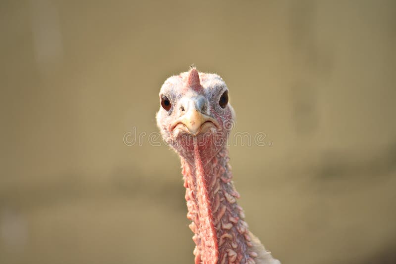 Ugly Turkey stock photo. Image of close, beak, thanksgiving - 580414