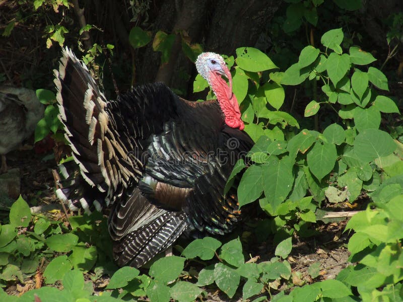 Turkey Free Stock Photos & Pictures, Turkey Royalty-Free and Public ...