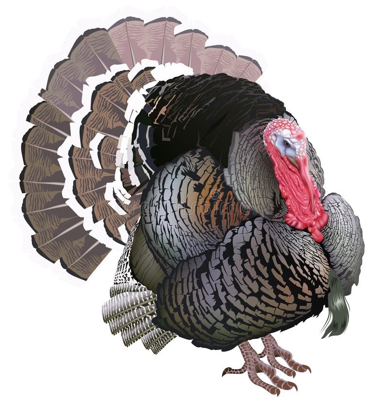 Turkey Beak Stock Illustrations – 5,239 Turkey Beak Stock Illustrations ...