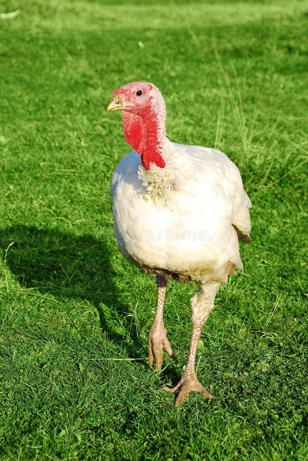 Turkey stock image. Image of curious, turkey, grass, animal - 17205753