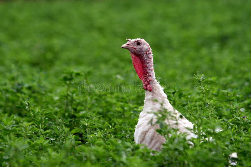 Turkey stock image. Image of standing, portrait, animal - 17657429
