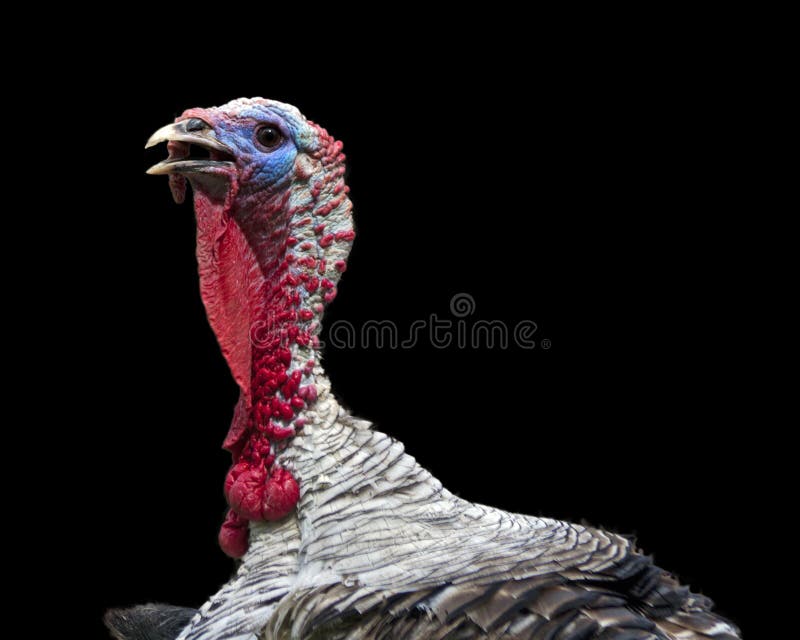 Turkey stock image. Image of agriculture, wildlife, feathers - 19757531