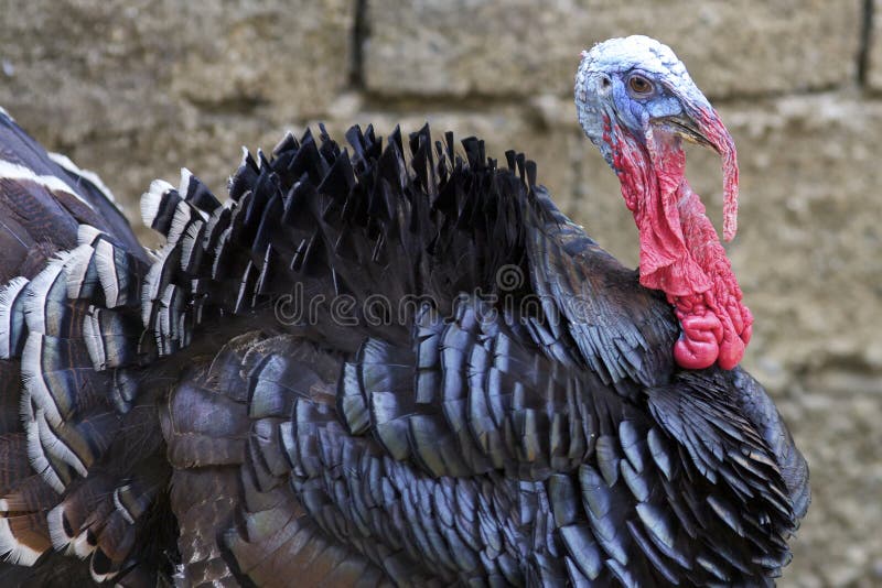 Turkey Neck stock photo. Image of poultry, farm, thanksgiving - 1643770