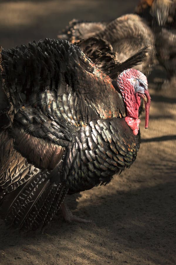 Turkey stock image. Image of meat, bird, black, look, close - 2361823