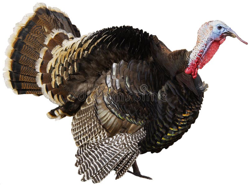 Turkey stock photo. Image of isolated, tail, feathers - 2369726