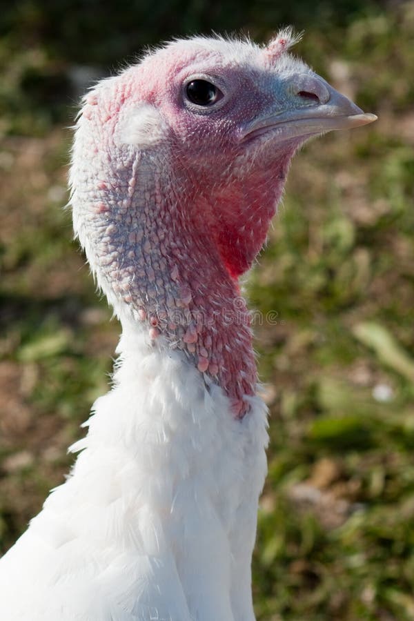 Ugly Turkey stock photo. Image of close, beak, thanksgiving - 580414