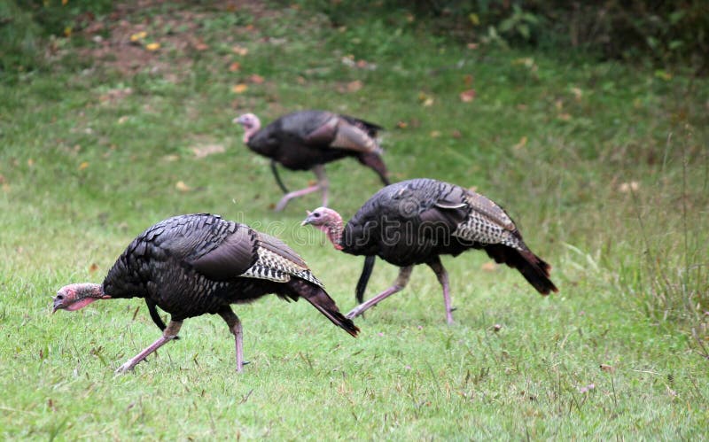 Pheasant stock image. Image of rooster, colorful, male - 9739093