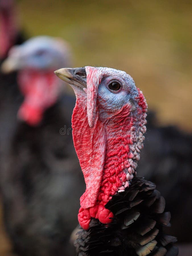 Wild Turkey Head stock photo. Image of forests, thickets - 676498