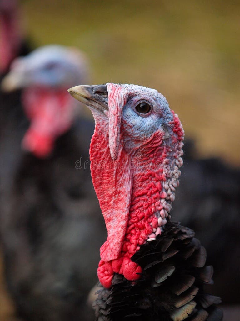 1,258 Funny Wild Turkey Stock Photos - Free & Royalty-Free Stock Photos ...