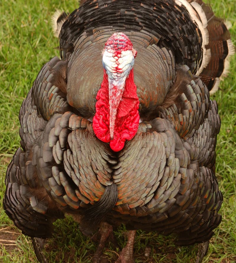 Turkey Picture. Image: 2749103