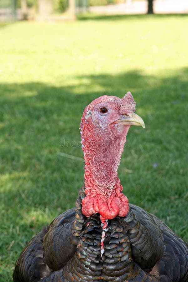 Turkey stock image. Image of surprised, thanksgiving, poultry - 2990025