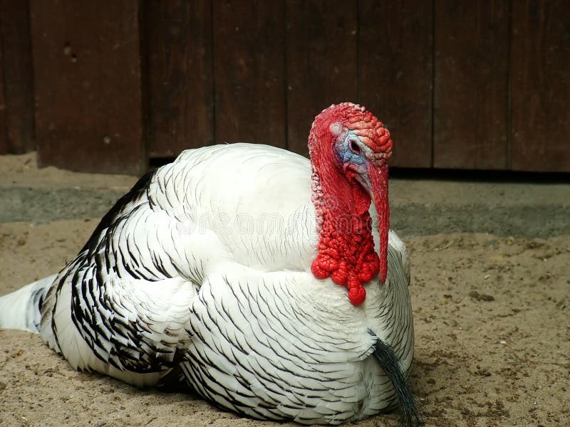White turkey stock photo. Image of poultry, white, meat - 21401902